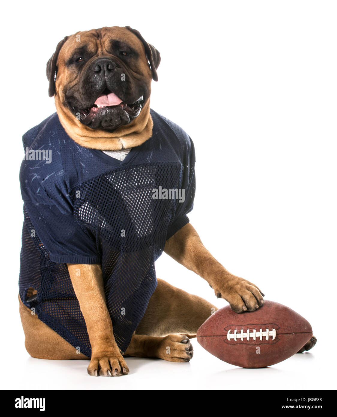 sports hound - bull mastiff dressed up in football uniform Stock Photo ...