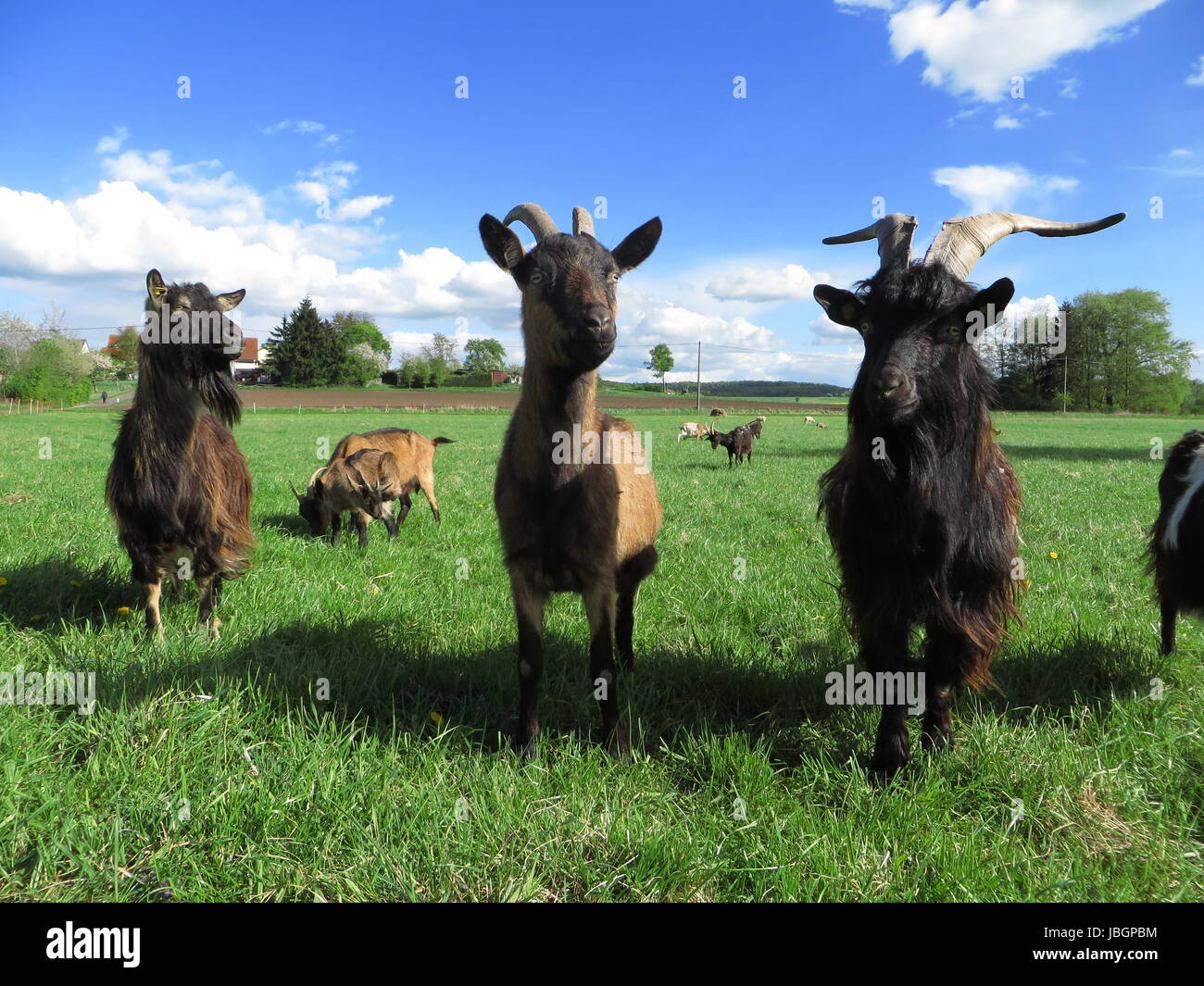 goat on a green meadow Stock Photo - Alamy