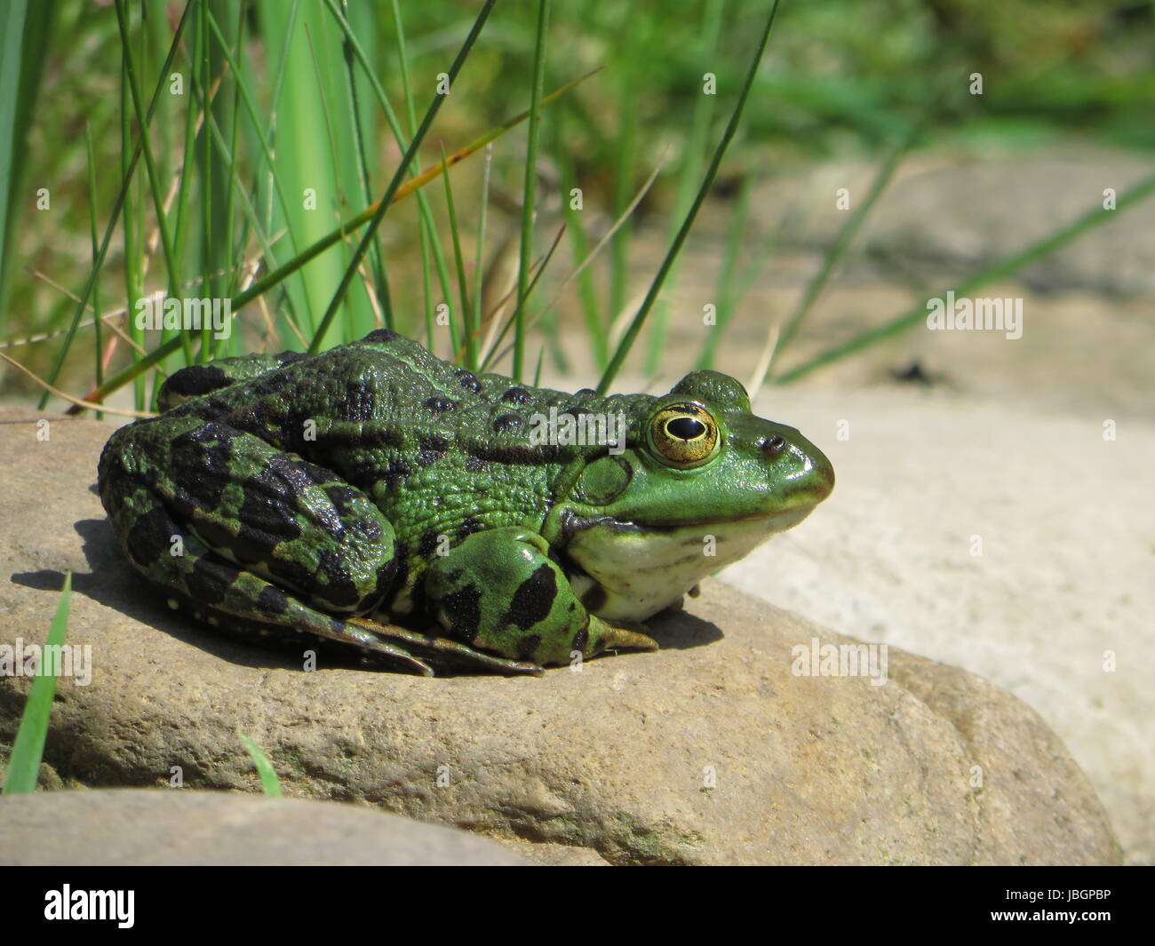 edible frog in nature Stock Photo - Alamy