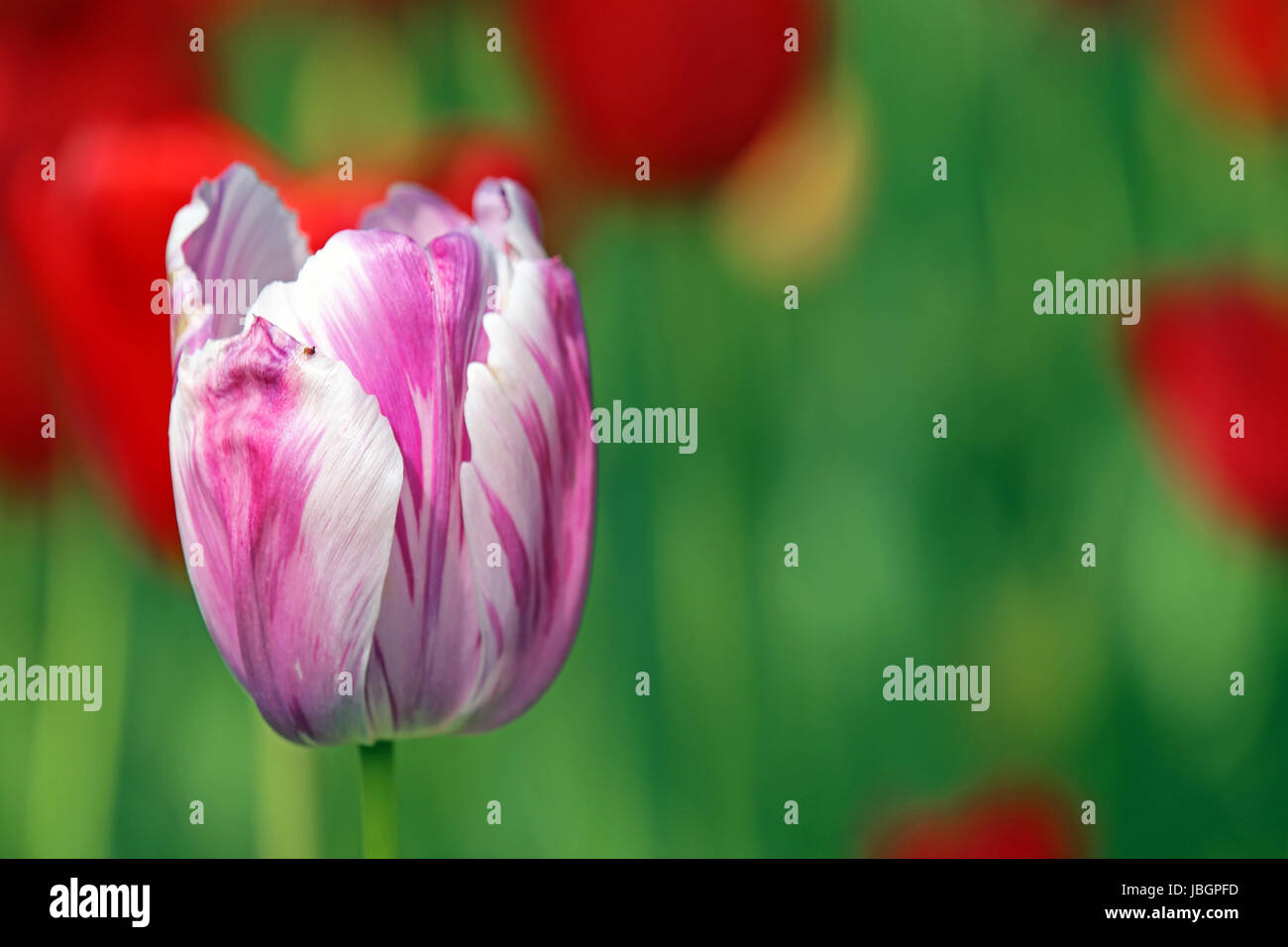 tulips in red-violet and white Stock Photo - Alamy
