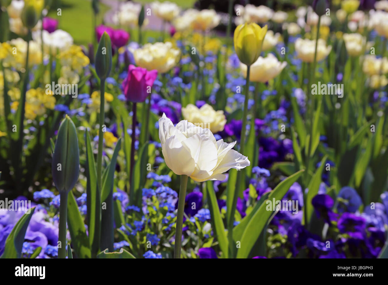 stuffed early tulip tulipa montreux Stock Photo - Alamy