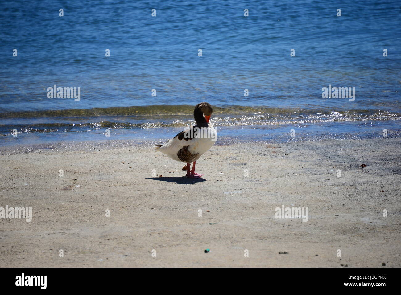 geese - spain Stock Photo - Alamy