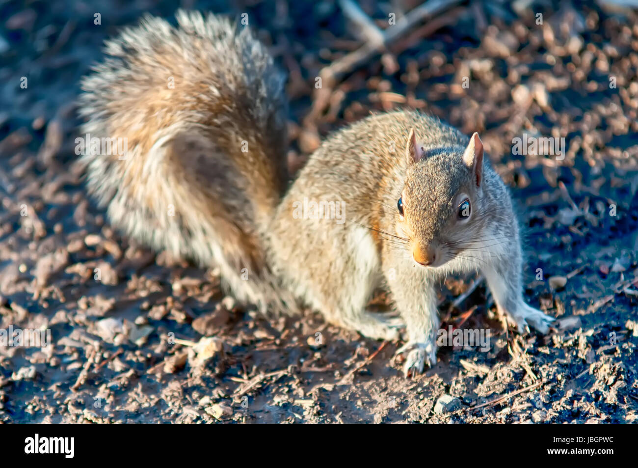 squirrel posing for camera Stock Photo - Alamy
