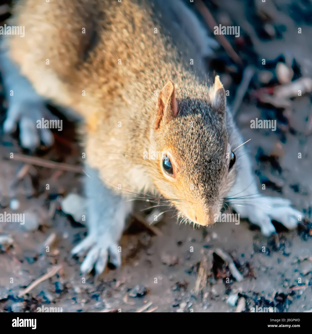 squirrel posing for camera Stock Photo - Alamy