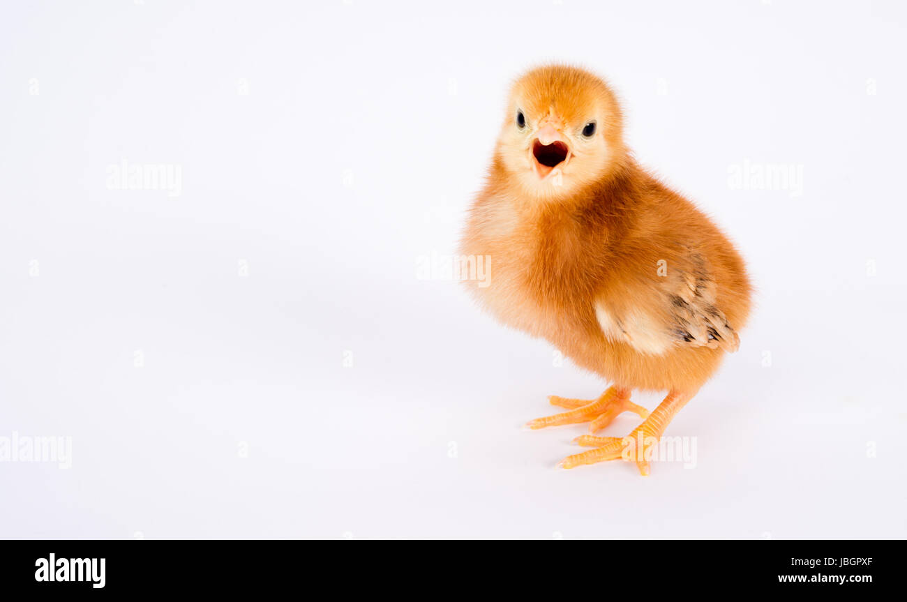 A Rhode Island Red Baby Chicken Stands Alone Just a Few Days Old Stock ...