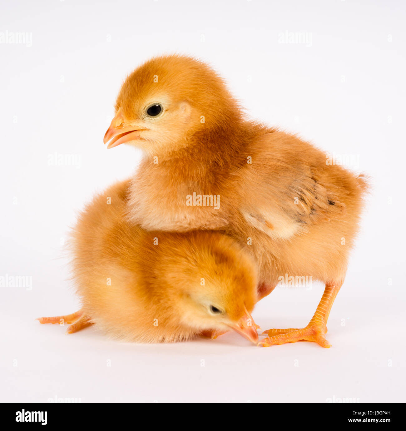 A Rhode Island Red Baby Chicken Stands with Sibling Alone Just a Few ...