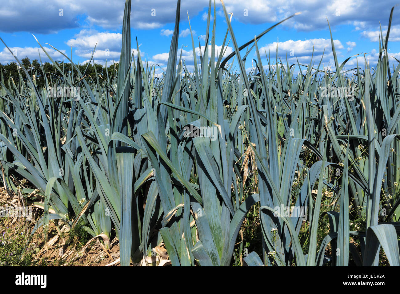 landscape with leek field Stock Photo - Alamy