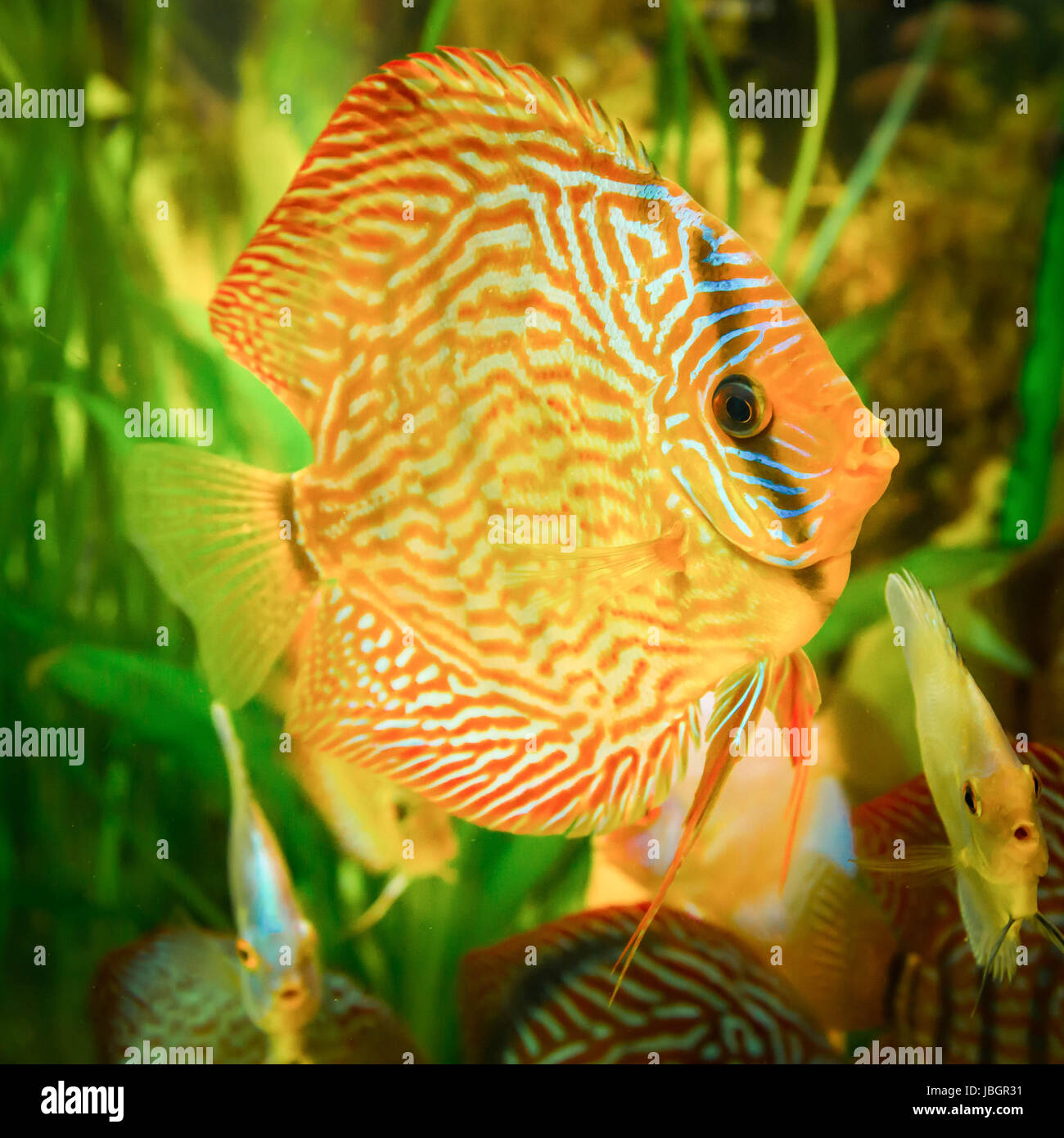 Cichliden hi-res stock photography and images - Alamy