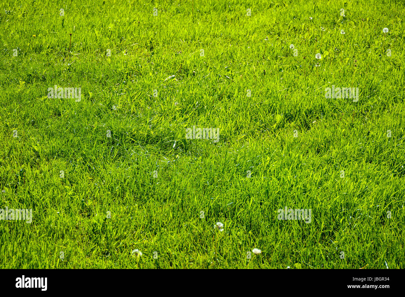 Green grass in Canada Stock Photo - Alamy