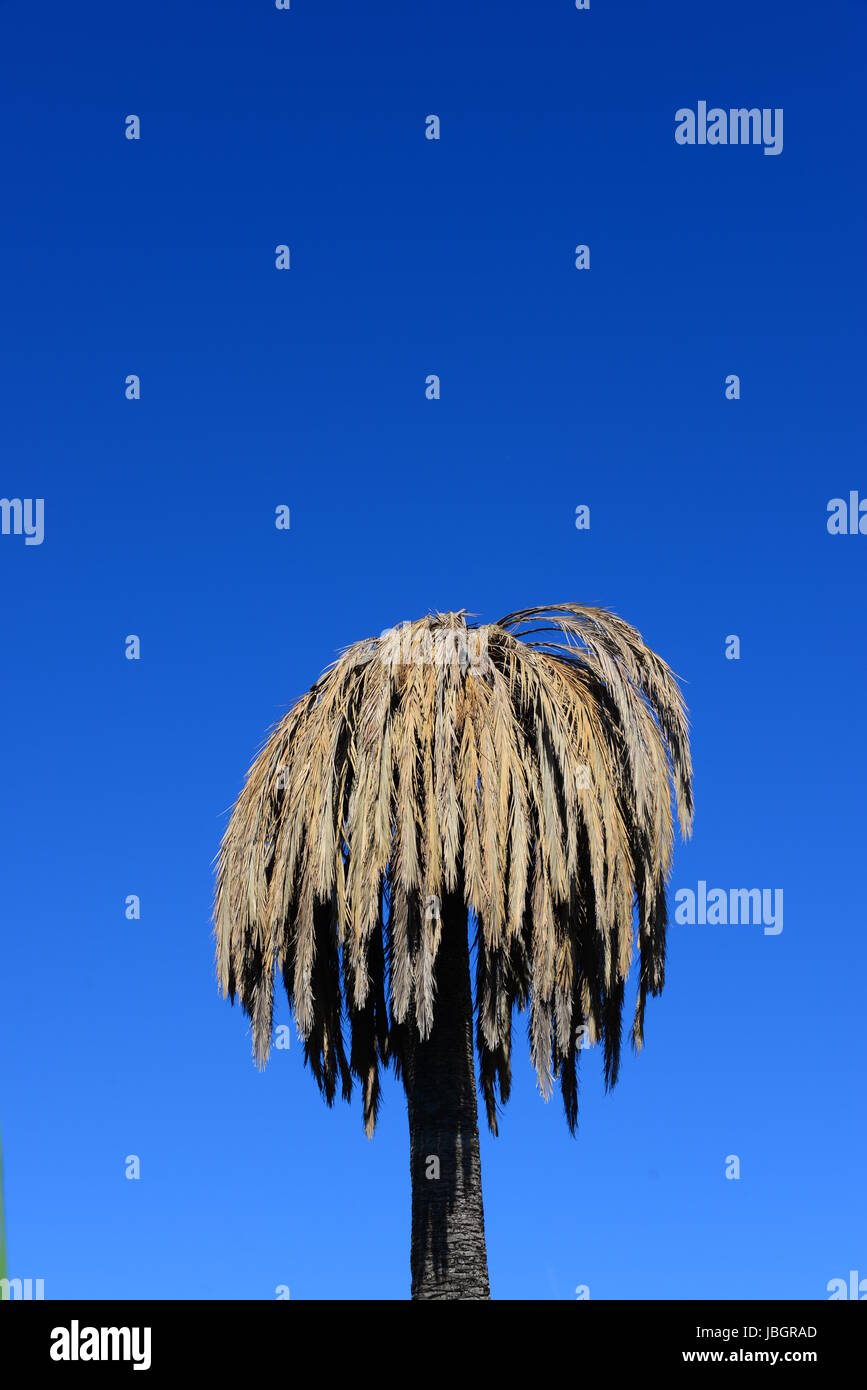 picudo rojo - rhynchophorus ferrugineus - red palm weevil Stock Photo ...