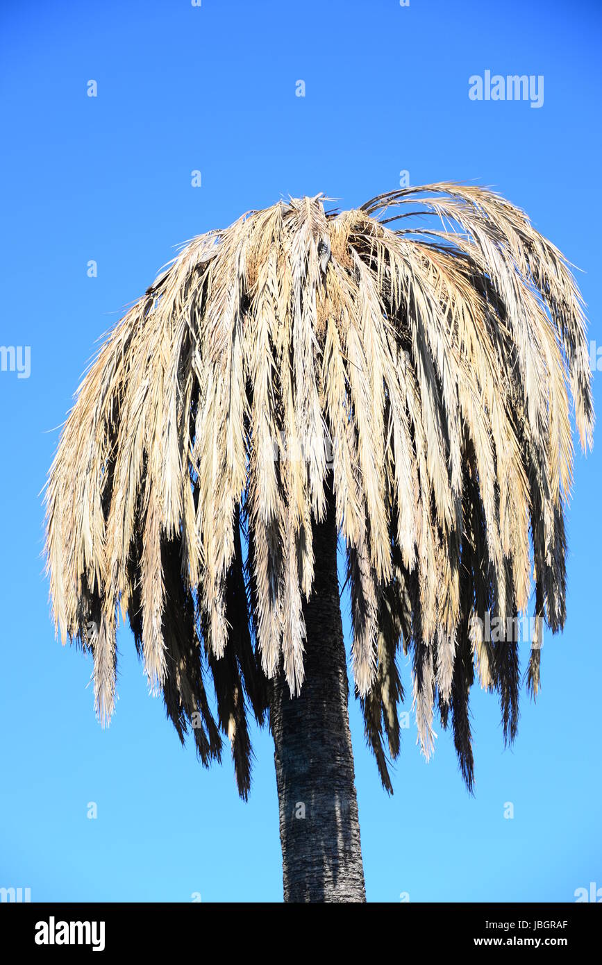 Picudo rojo hi-res stock photography and images - Alamy