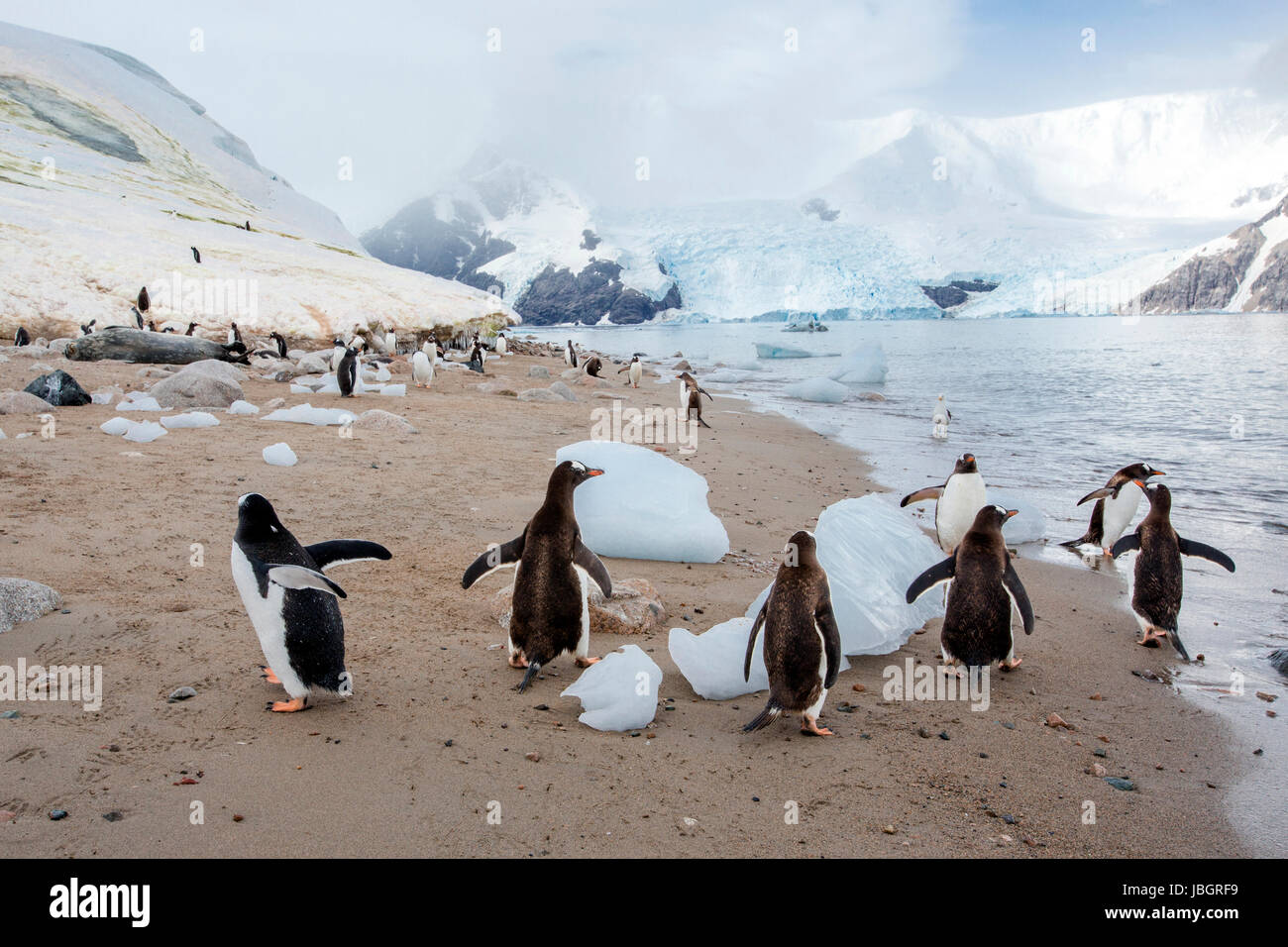 Antarctic neko harbour gentoo hi-res stock photography and images - Alamy