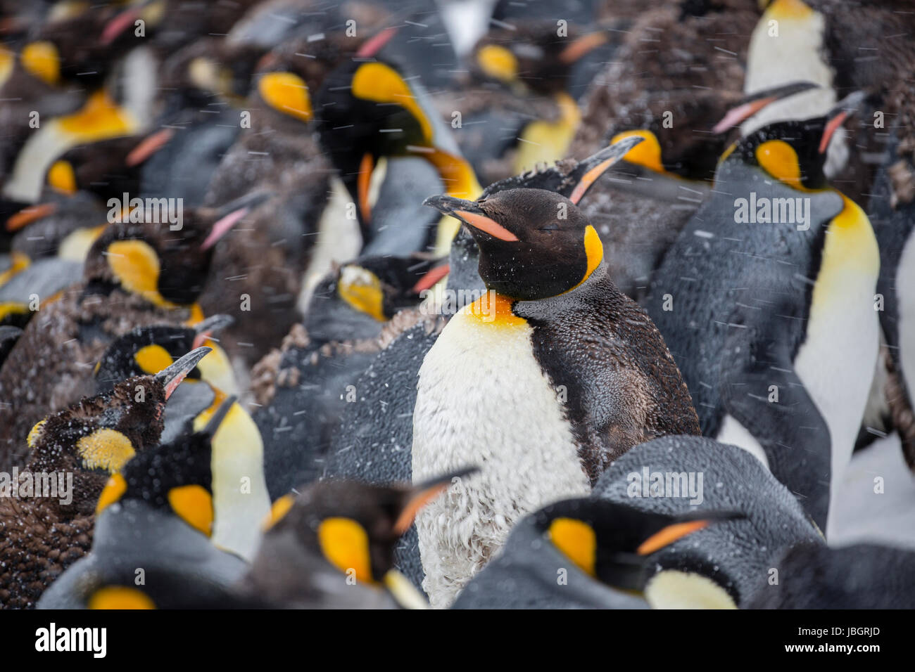 King penguins on South Georgia island Stock Photo - Alamy