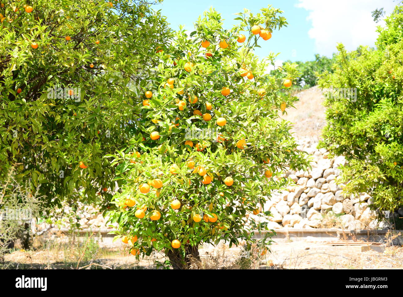 Oragen hi-res stock photography and images - Alamy