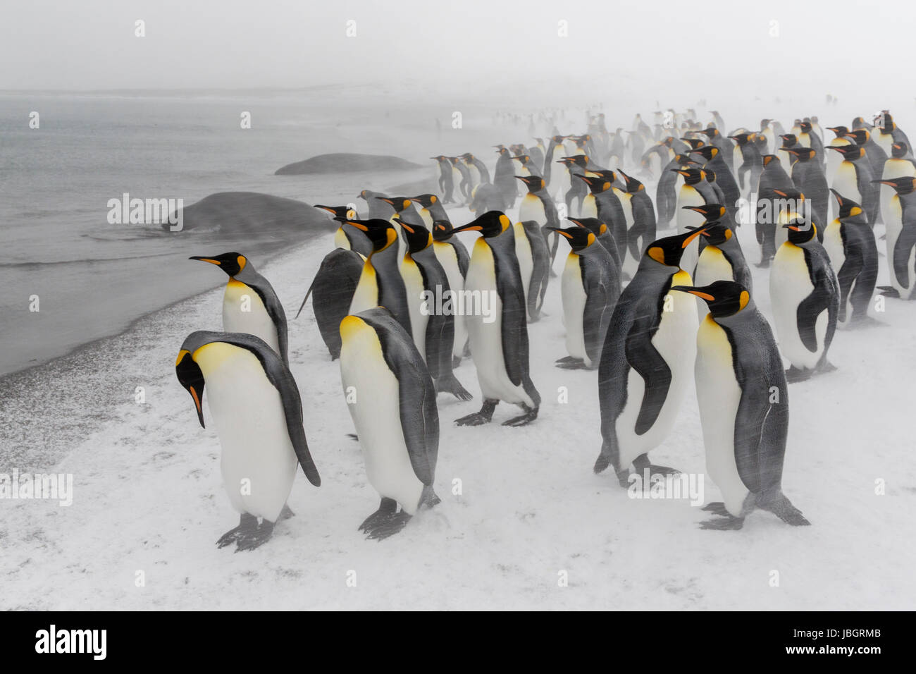 King penguins on South Georgia island Stock Photo - Alamy