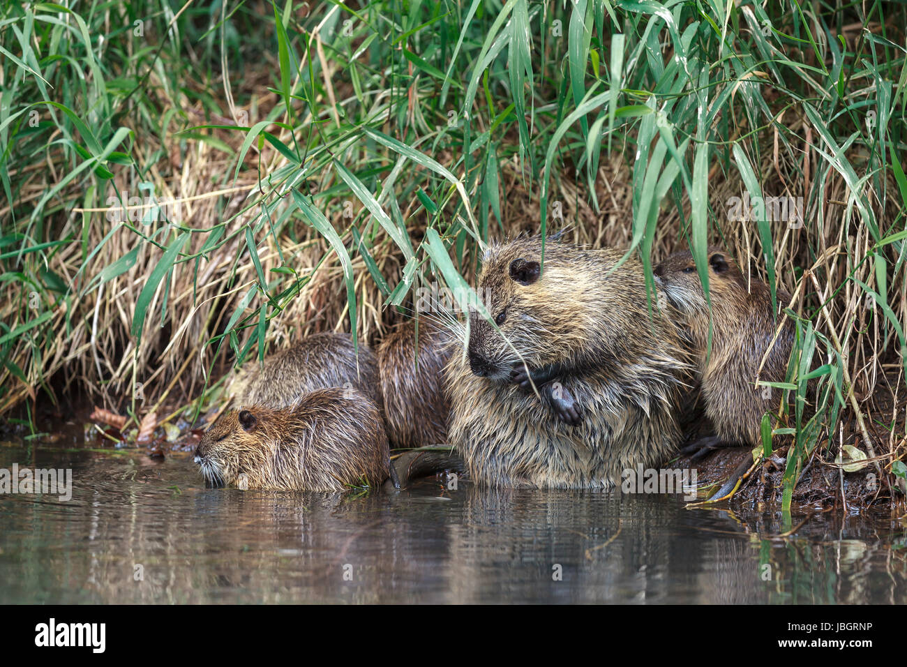 Beaver nest hi-res stock photography and images - Alamy