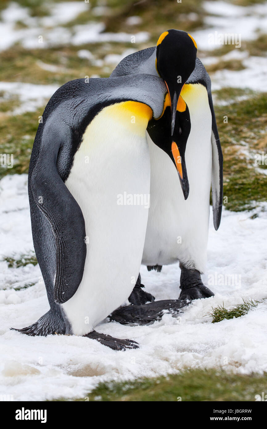 Rookery of king penguins hi-res stock photography and images - Alamy