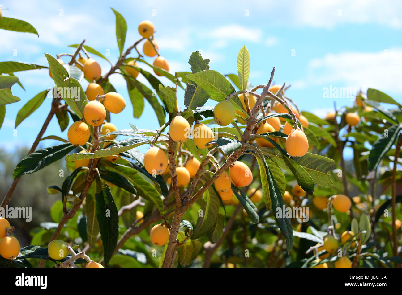 mispeln in spain Stock Photo - Alamy