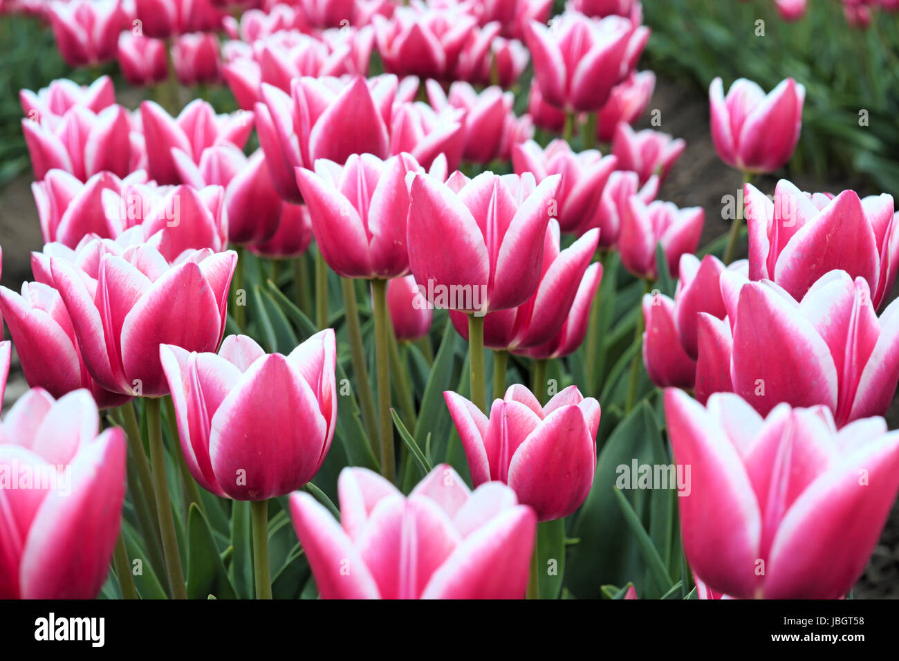 Tulip array of colors hi-res stock photography and images - Alamy
