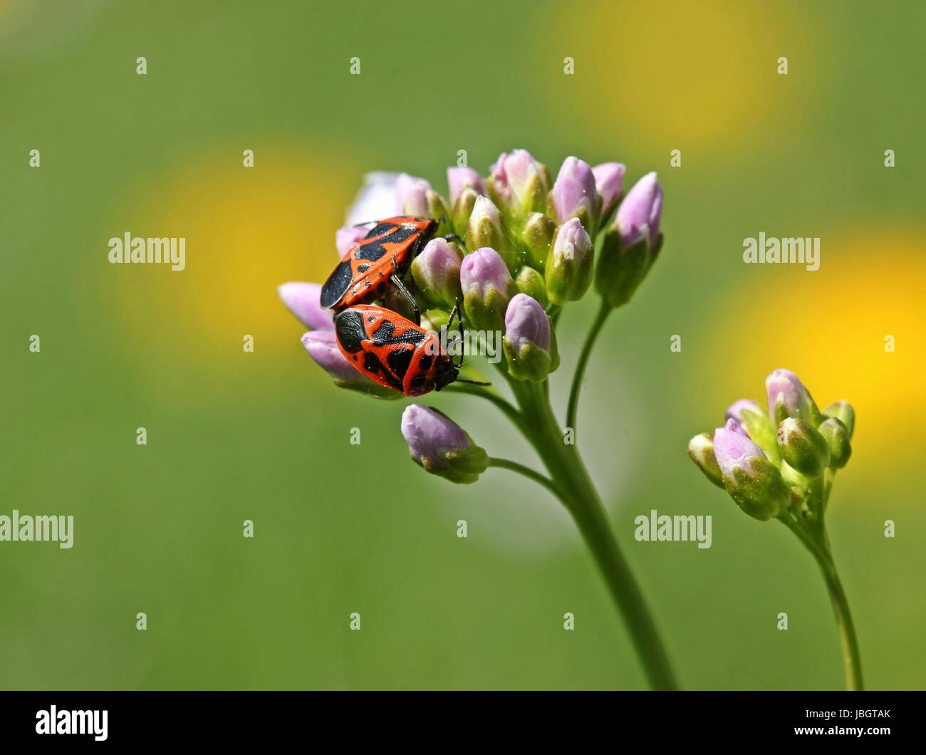 delicate vegetable bugs (eurydema dominulus) mating on cuckoo flower ...