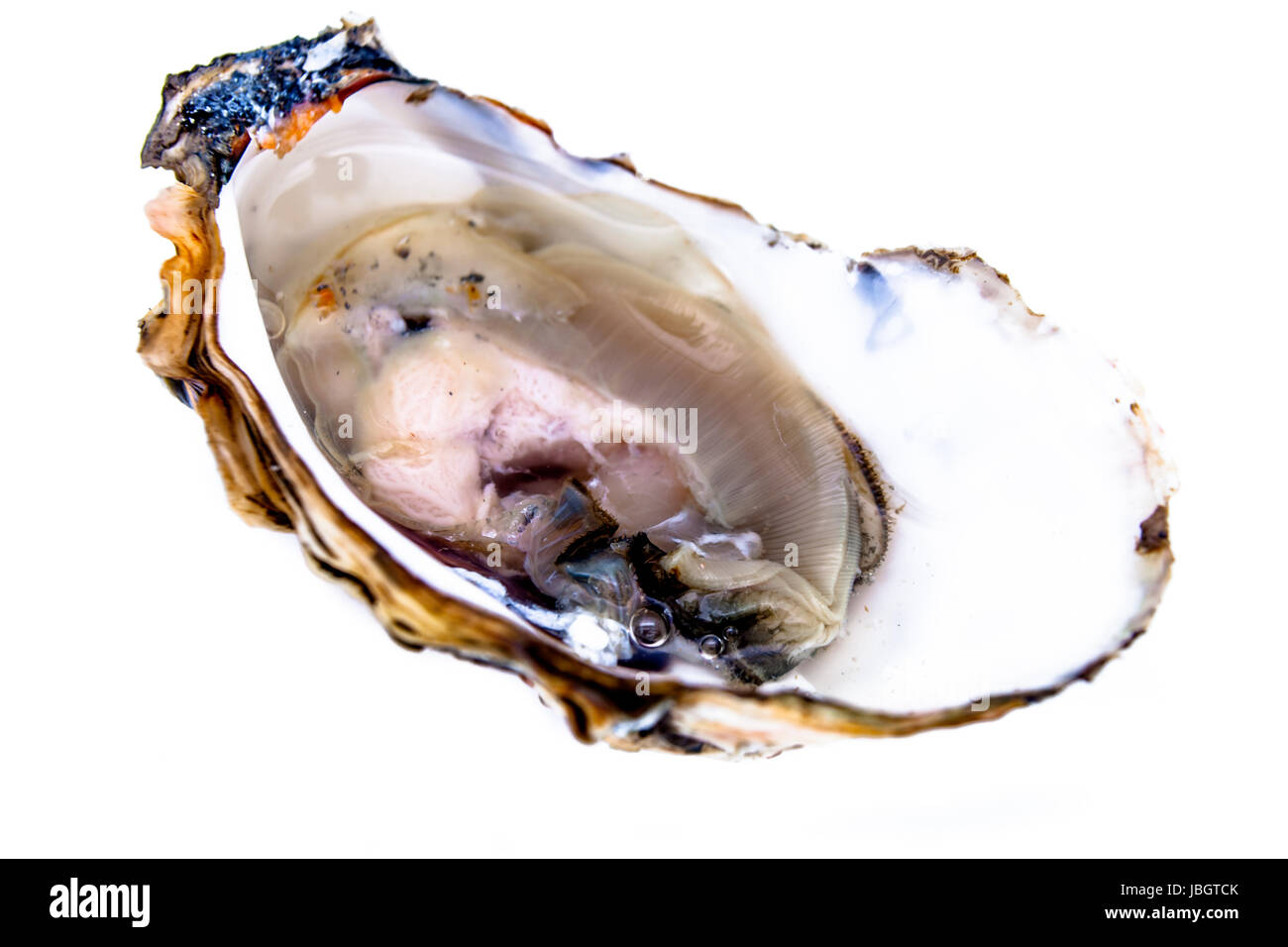 One oyster on a white background Stock Photo - Alamy