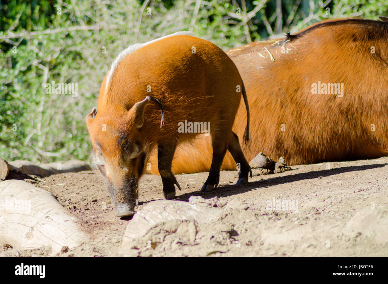 A profile view of the red river hog, also known as bush pig, a wild pig ...