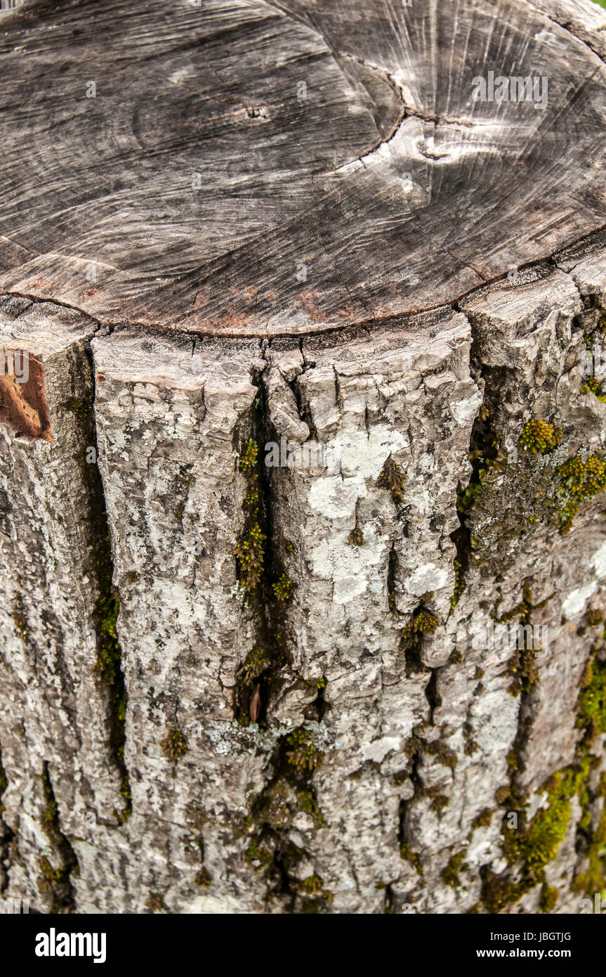 Walnut wood log hi-res stock photography and images - Alamy