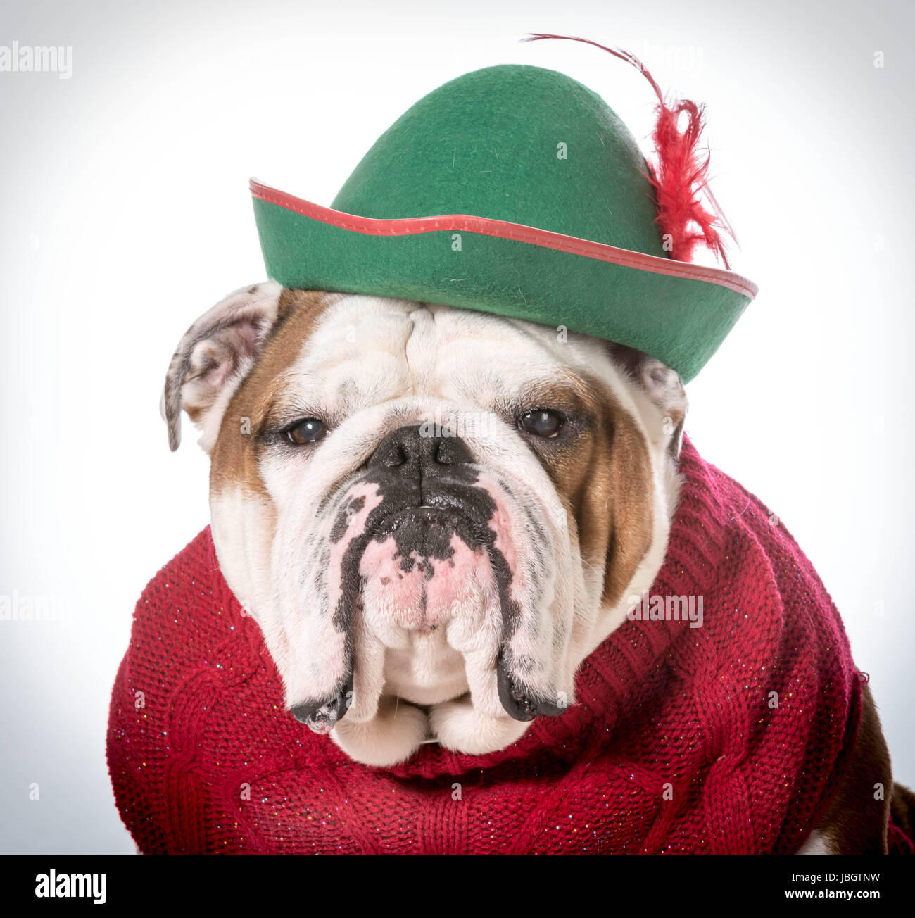funny dog wearing red sweater and green hat Stock Photo - Alamy