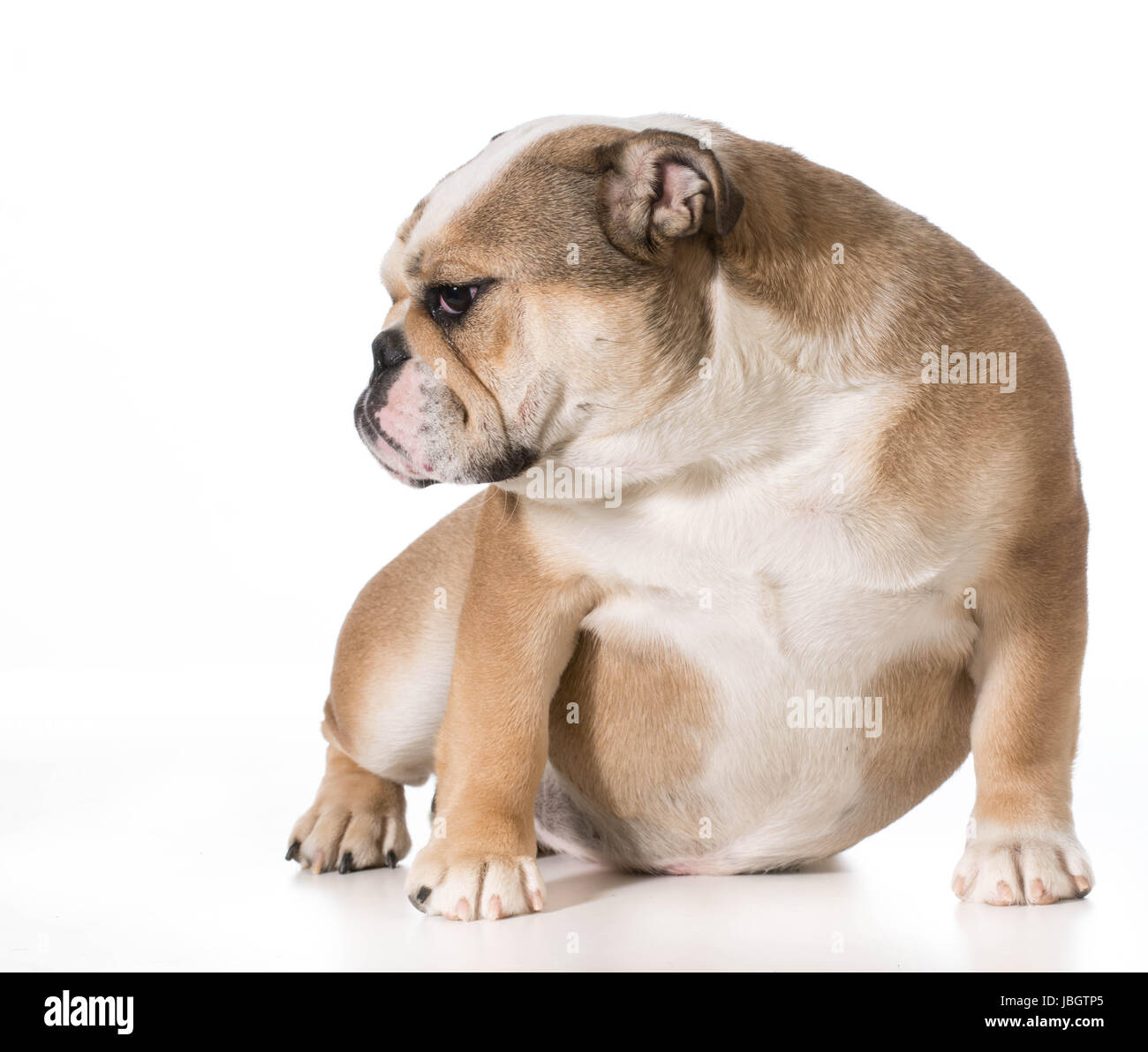 sad dog - english bulldog sitting Stock Photo - Alamy