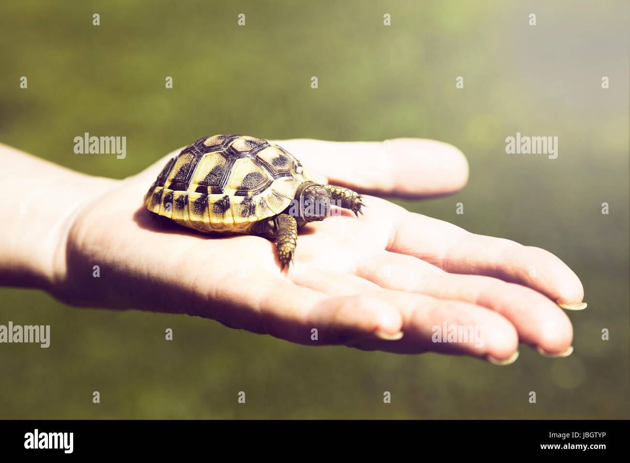 Small turtle in the palm of hand Stock Photo - Alamy