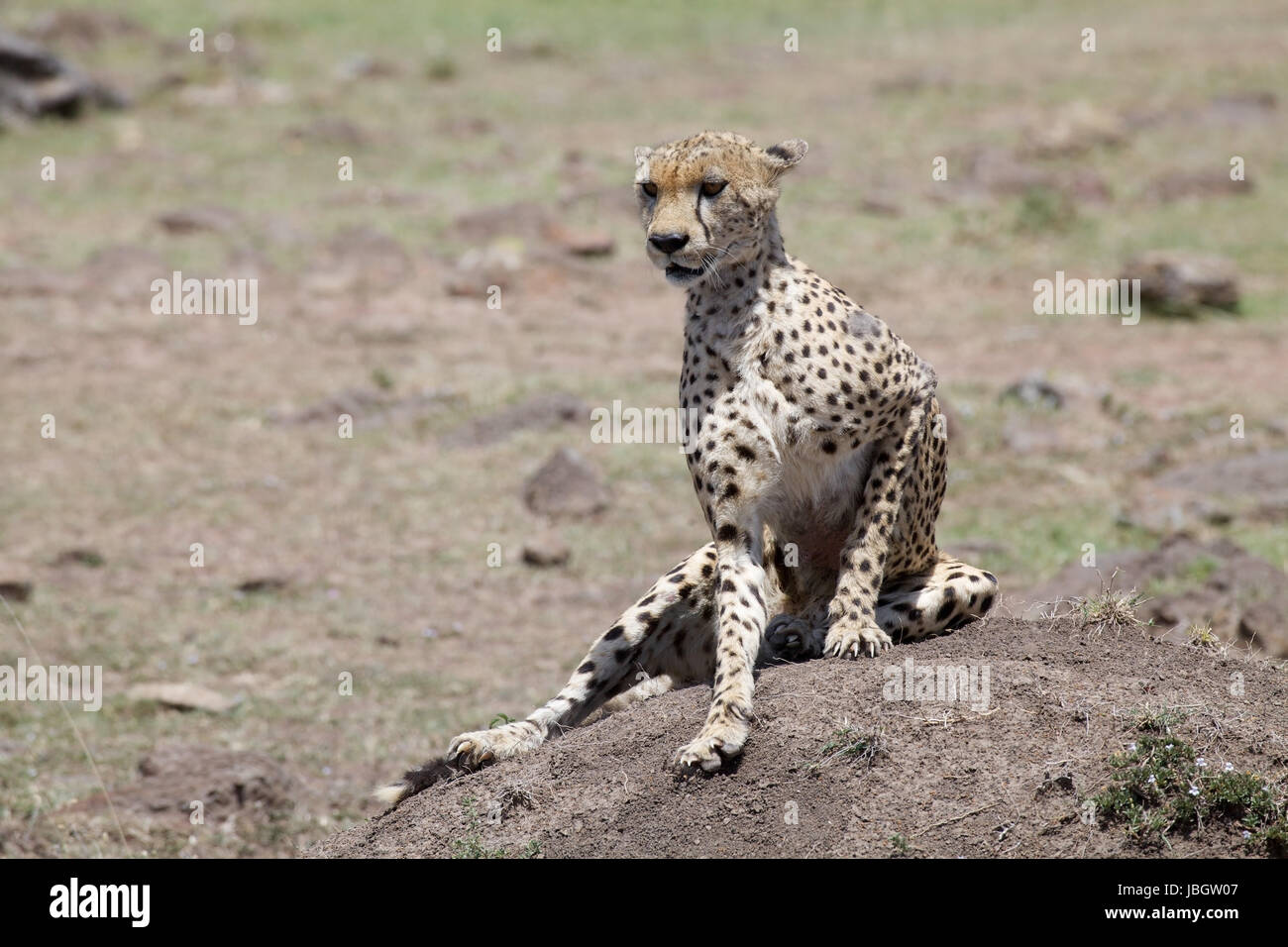 Cheetah (Acinonyx jubatus). Animal in the wild Stock Photo - Alamy