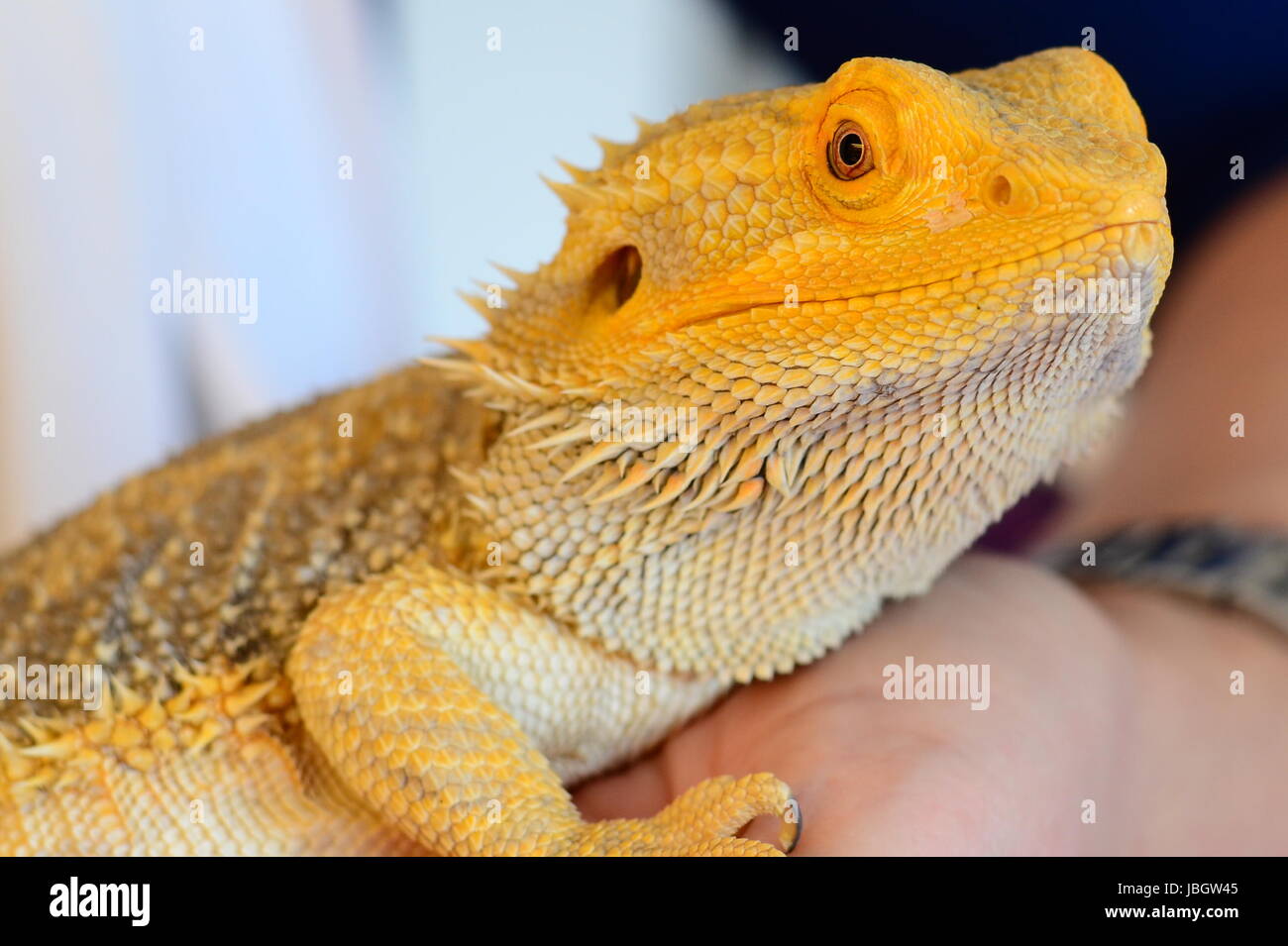 Wachsam agame hi-res stock photography and images - Alamy
