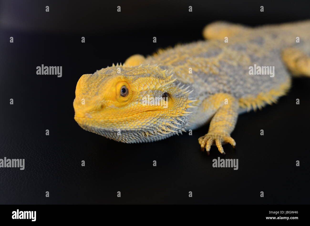 Wachsam agame hi-res stock photography and images - Alamy