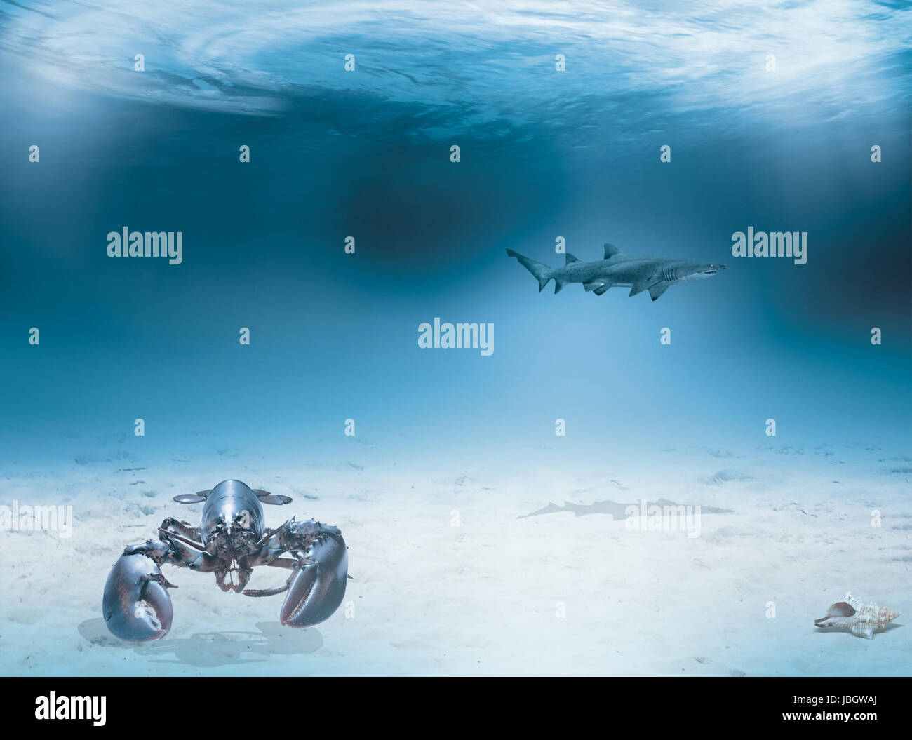 Underwater life: lobster in the shallow water with shark in the ...