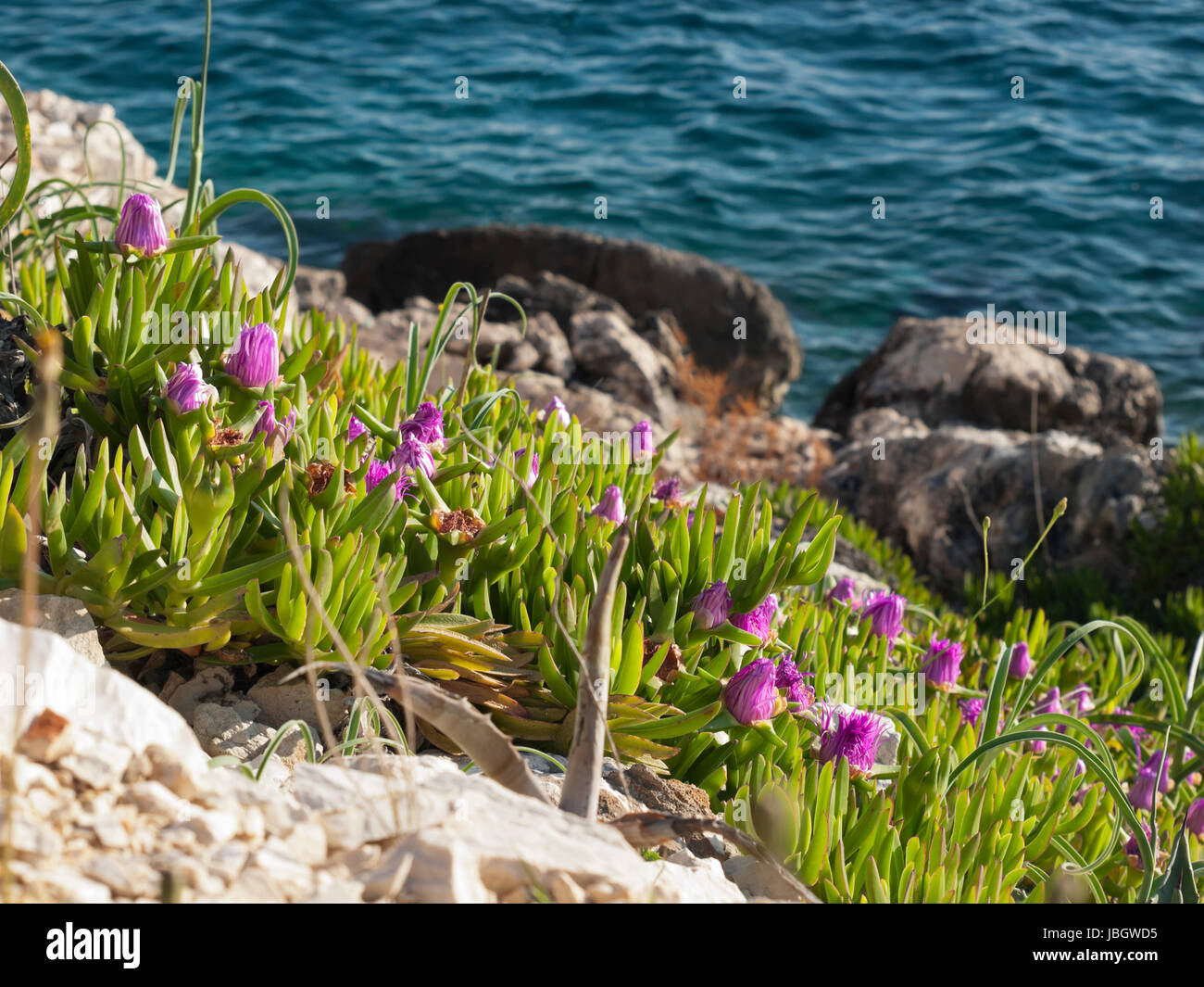 pigface flower in bloom on island Dugi otok, Sali, Croatia Stock Photo ...