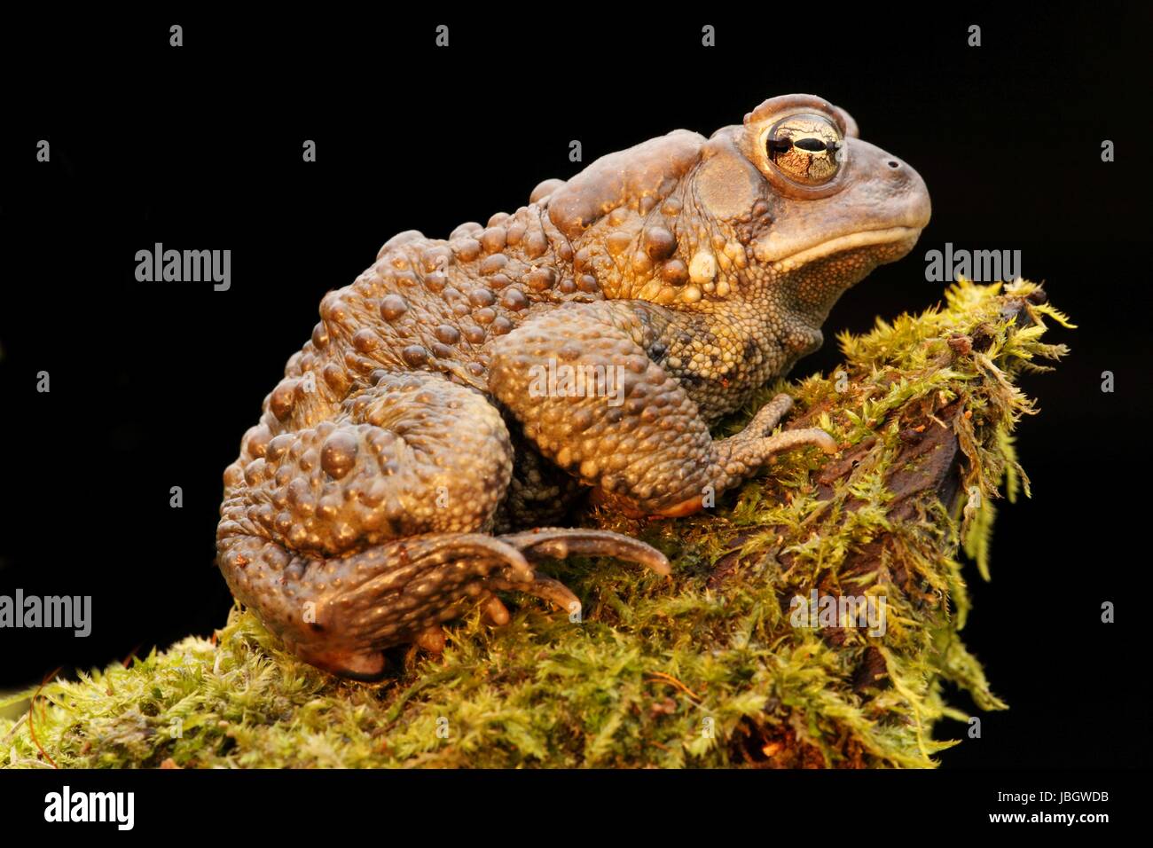 Male American Toad (Bufo americanus) with a black background Stock Photo - Alamy