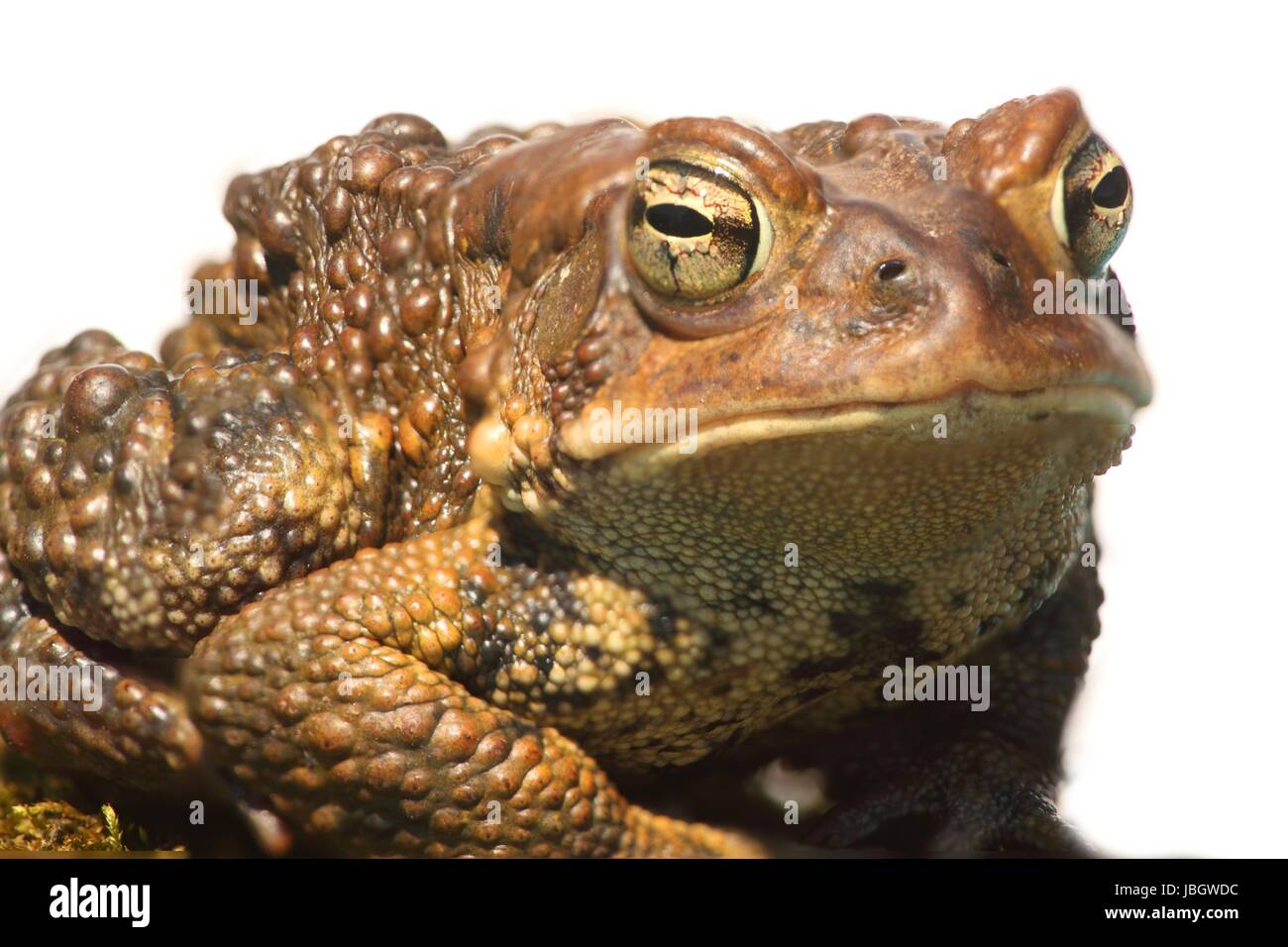 Male American Toad (Bufo americanus) with a white background Stock ...