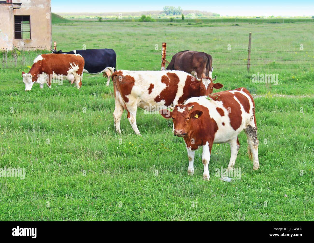 Domestic cows in green field grazing grass Stock Photo - Alamy