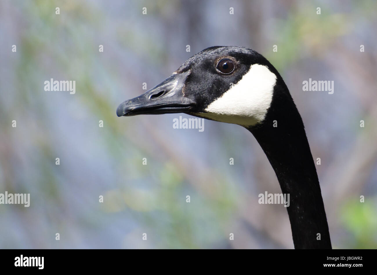 Canada Goose Profile Stock Photo - Alamy