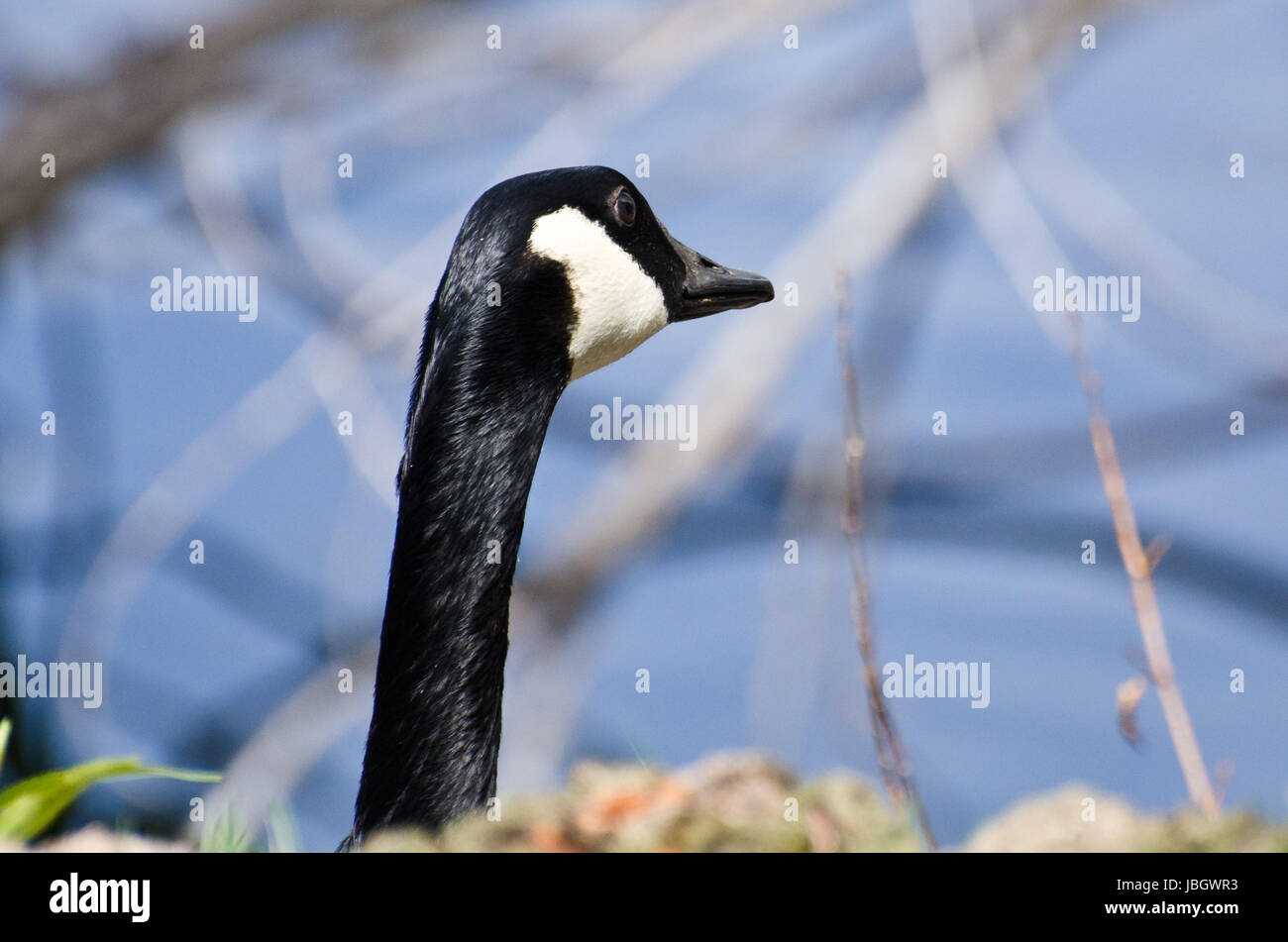 Canada Goose Profile Stock Photo - Alamy