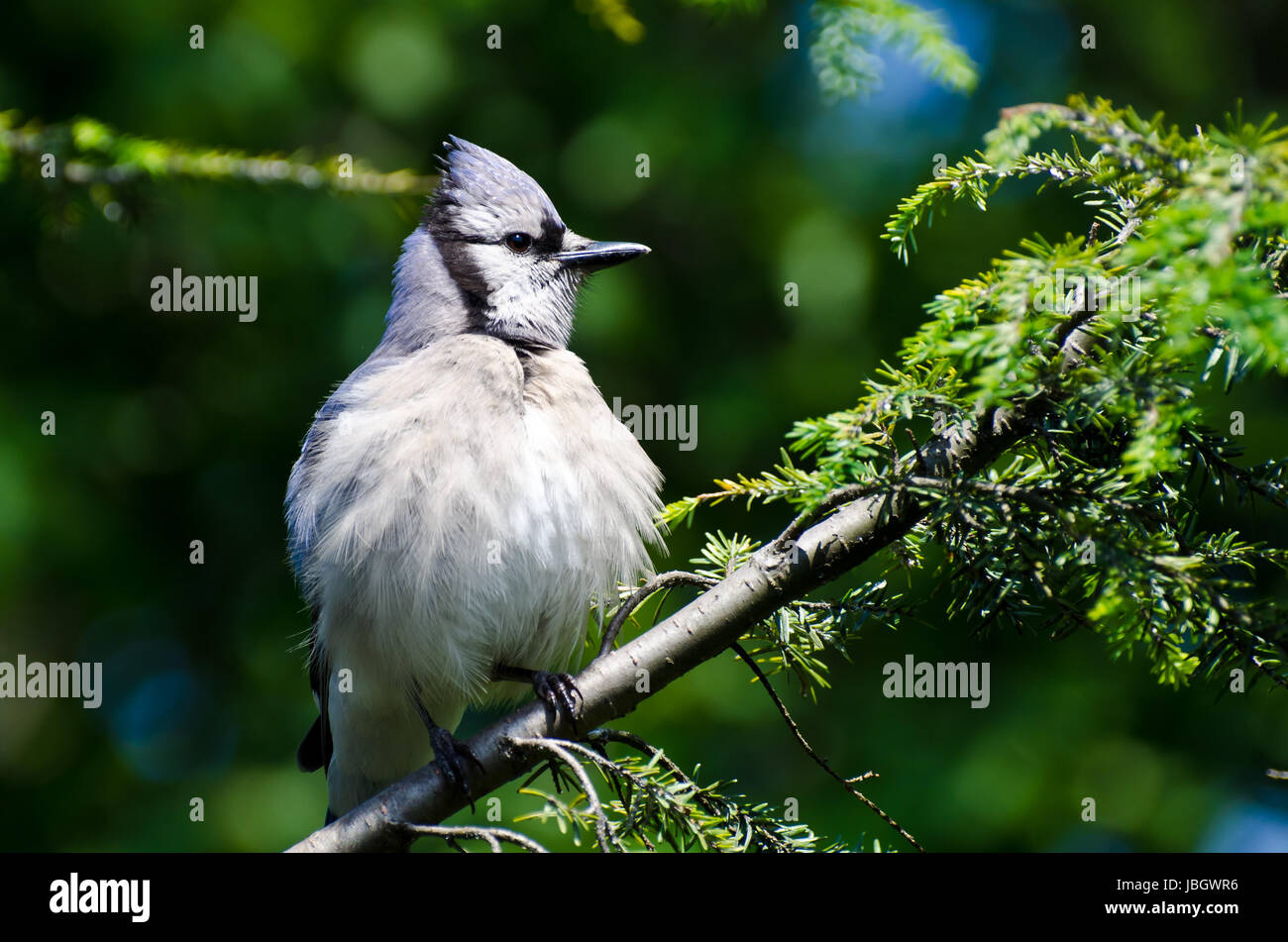 Immature blue jay hi-res stock photography and images - Alamy