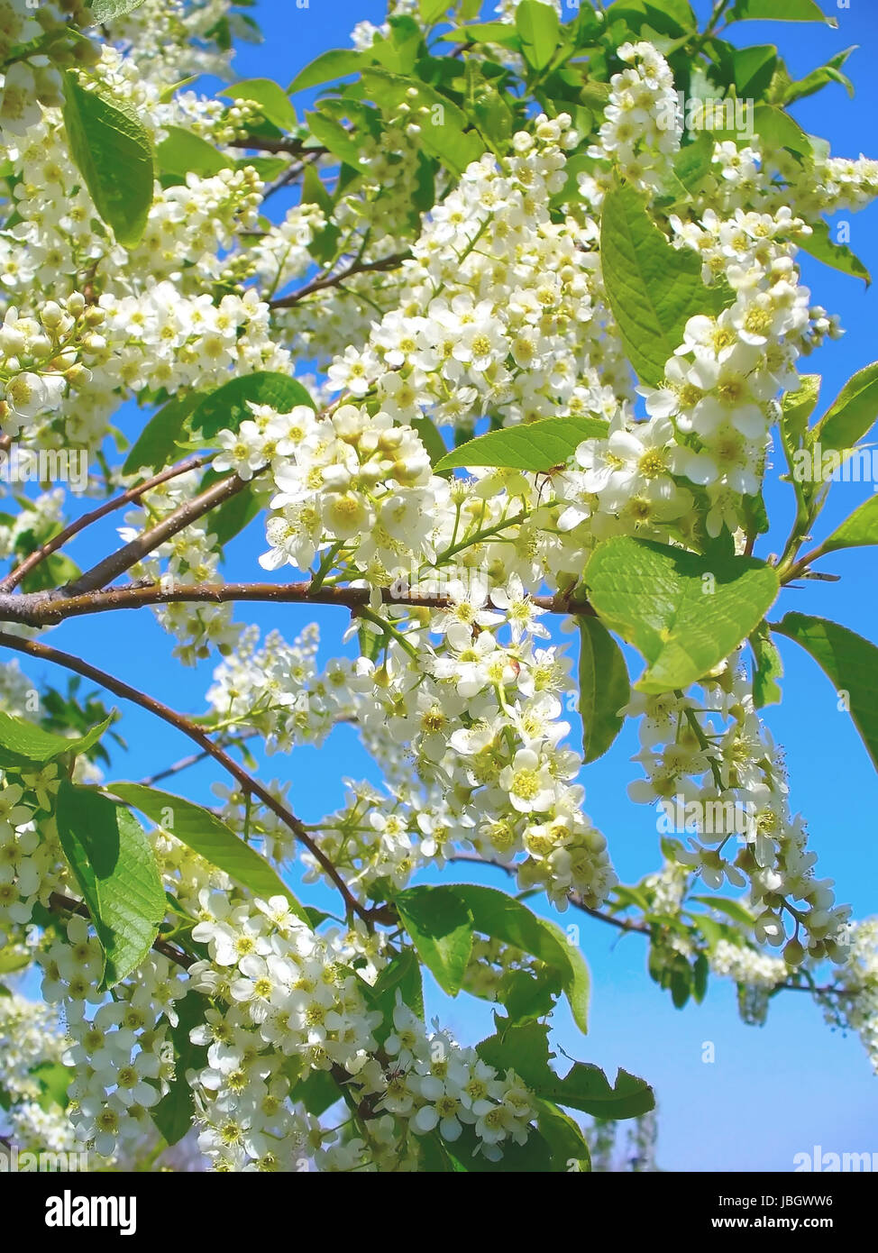 Flowering bird cherry tree, spring nature with blue sky Stock Photo - Alamy