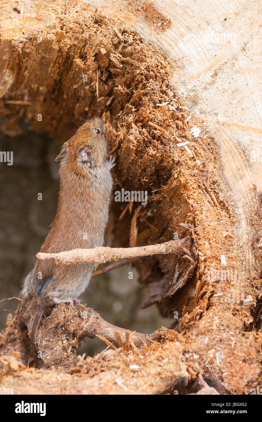 Maus tier hi-res stock photography and images - Alamy