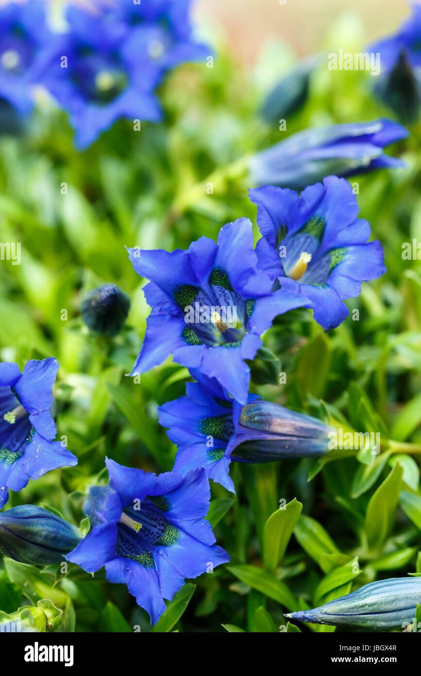 Trumpet gentiana blue spring flower in garden for background Stock ...