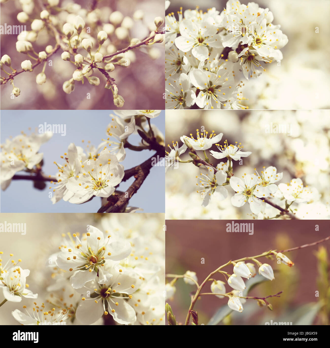 Blossoming tree spring with very shallow focus background or backdrop ...