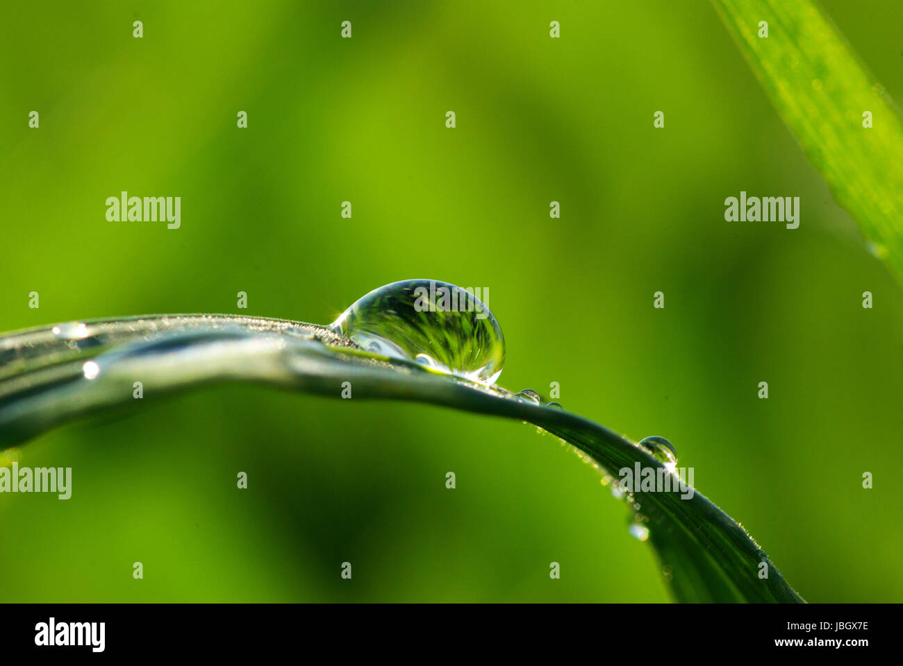 Dew drop on a blade of grass Stock Photo - Alamy