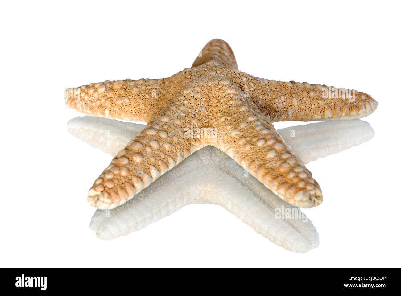 Starfish isolated on white background Stock Photo - Alamy