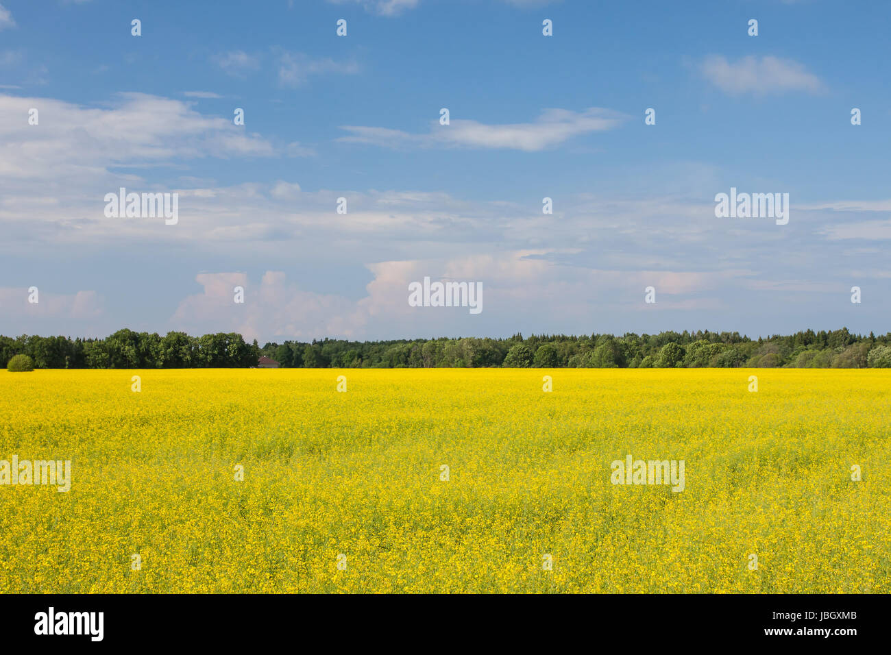 rape seed field with farm house and sky Stock Photo - Alamy