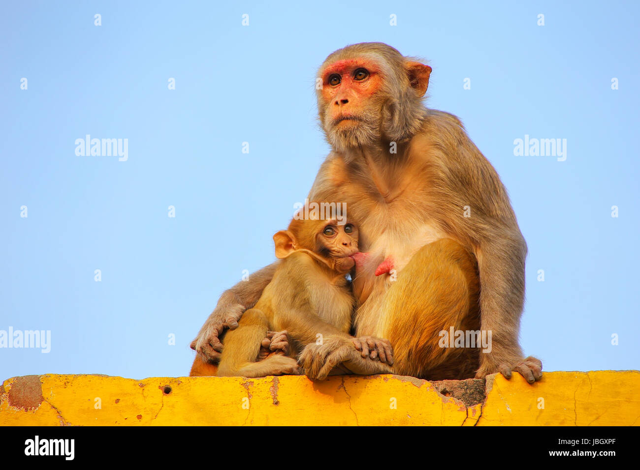Baby taj monkey hi-res stock photography and images - Alamy