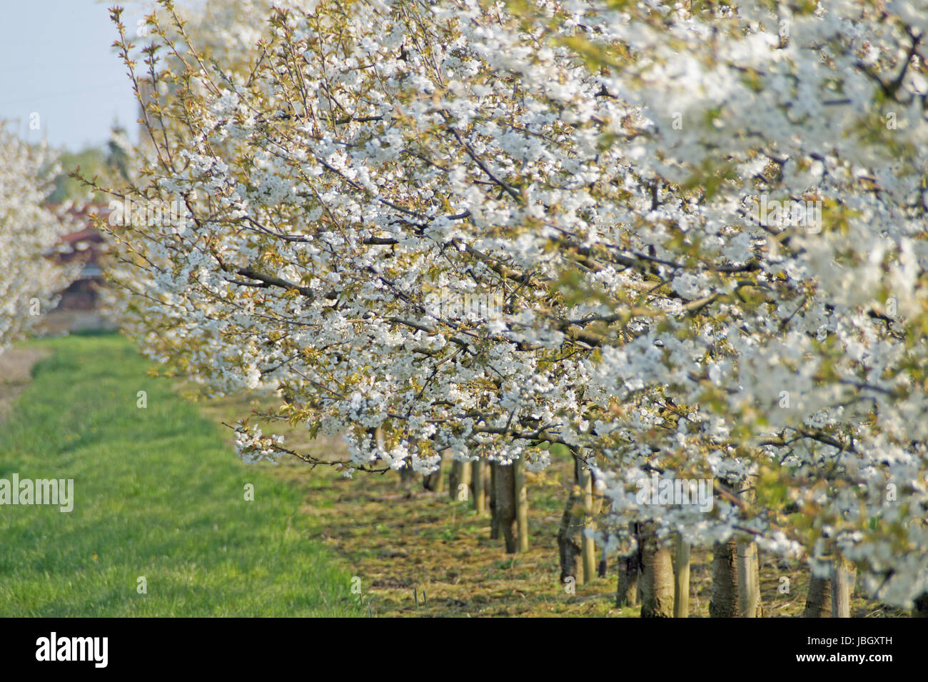 snow white tree Stock Photo - Alamy